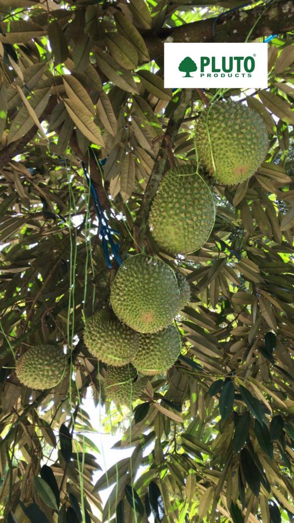 Gallery - Pluto BioGreen | Soil Amendment Product | Booster