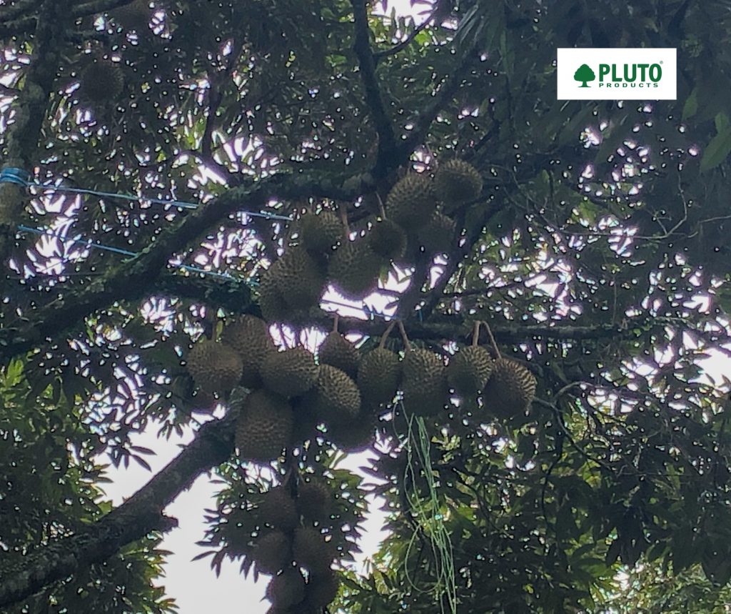 Gallery - Pluto BioGreen | Soil Amendment Product | Booster