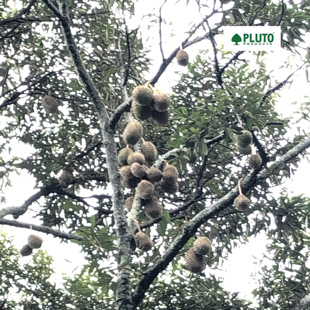 Gallery - Pluto BioGreen | Soil Amendment Product | Booster